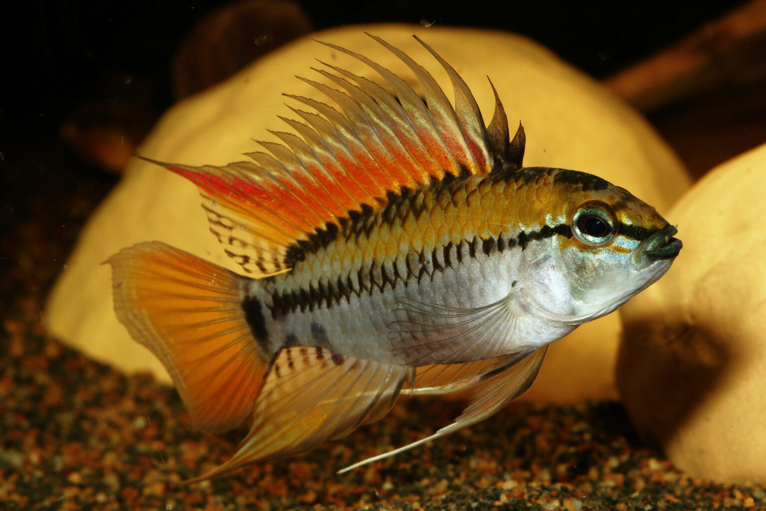 Ein Aquarium für Zwergbuntbarsche